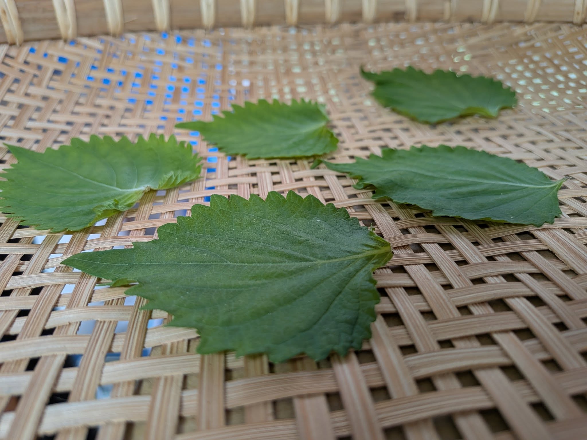 あまった青じそは乾燥させて | カバノアナタケ茶専門店 のブログ